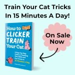 How To Clicker Train Your Cat: Easy Positive Training Basics